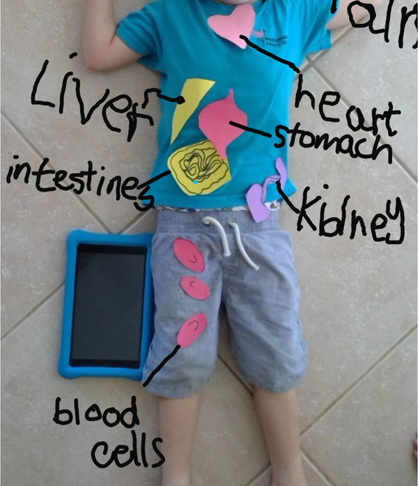 Year 2 take look inside the body… — Provo Primary School