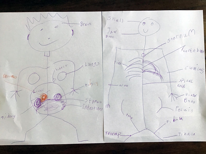 Year 2 take look inside the body… — Provo Primary School