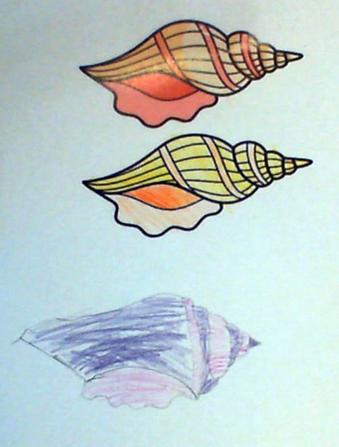 Learn how to draw a conch shell with Year 3 — Provo Primary School
