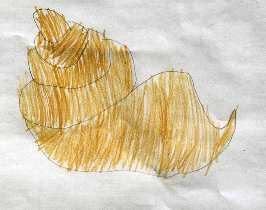 Learn how to draw a conch shell with Year 3 — Provo Primary School