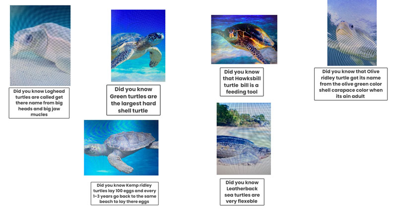 Year 5 Turtle Class — Provo Primary School