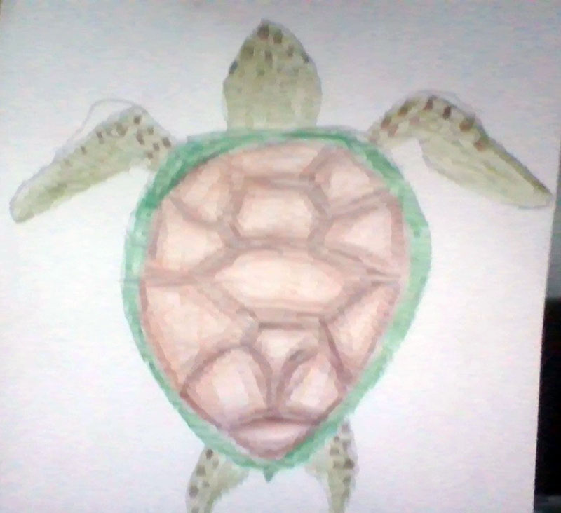 Year 5 Turtle Class — Provo Primary School