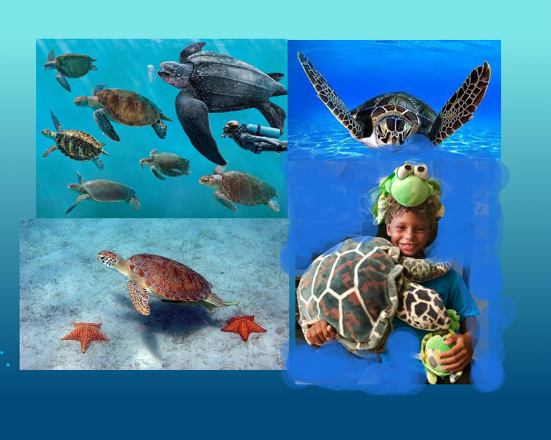 Year 5 Turtle Class — Provo Primary School