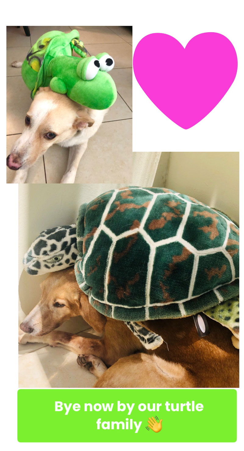 Year 5 Turtle Class — Provo Primary School