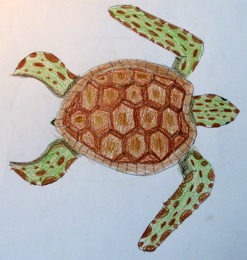 Year 5 Turtle Class — Provo Primary School
