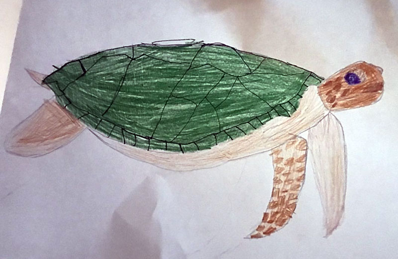 Year 5 Turtle Class — Provo Primary School