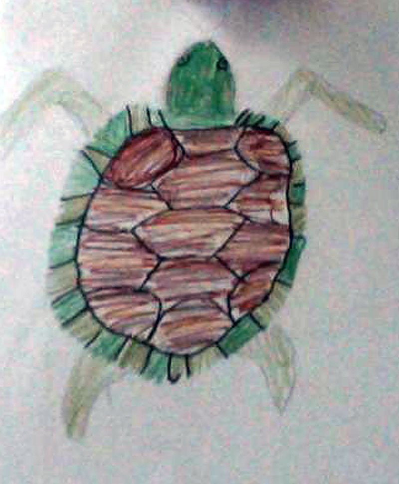 Year 5 Turtle Class — Provo Primary School
