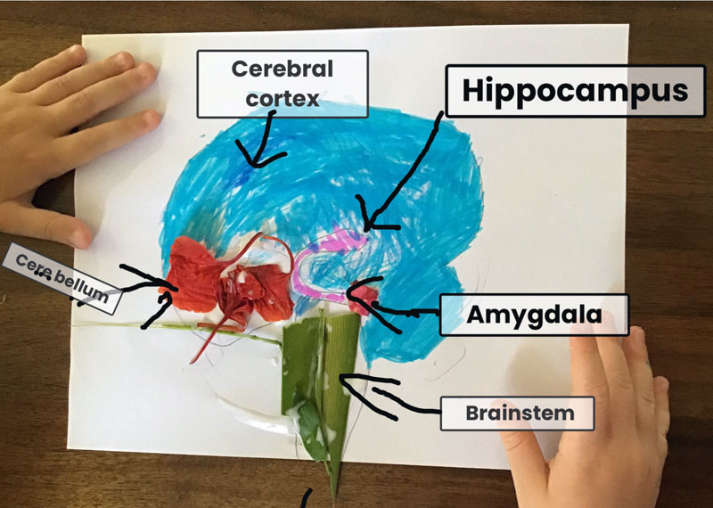 Year 2 recreate their brains, in creative ways! — Provo Primary School