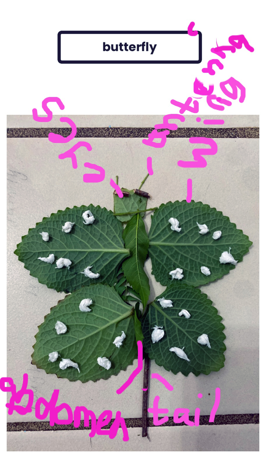 Minibeasts…Measuring and More… — Provo Primary School