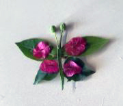 Minibeasts…Measuring and More… — Provo Primary School